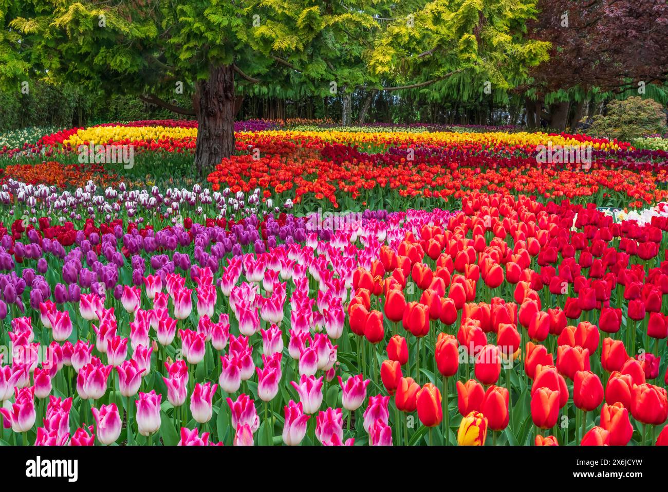 The RoozenGaarde tulip gardens in the Skagit Valley, Washington, USA ...