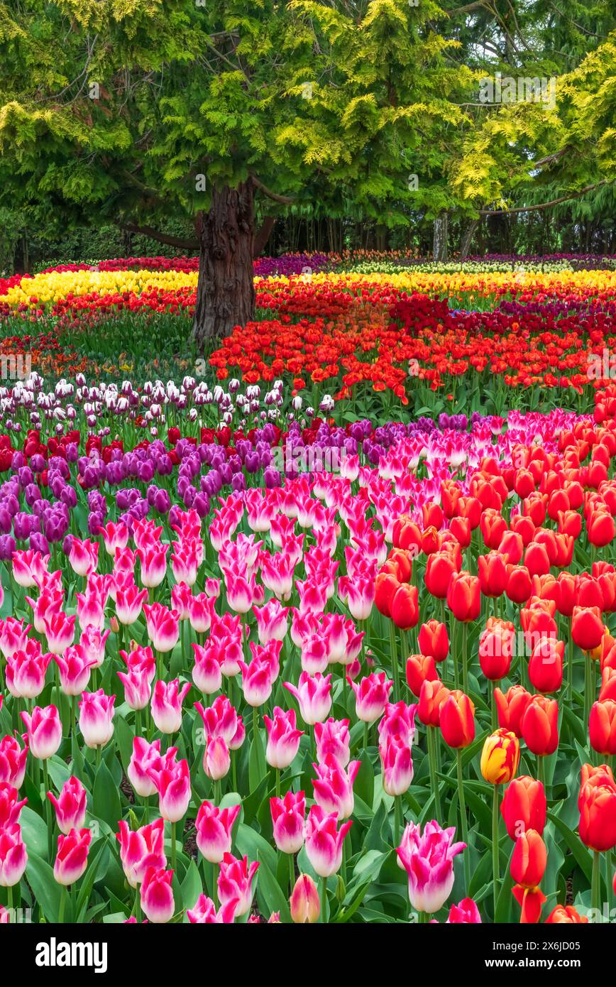The RoozenGaarde tulip gardens in the Skagit Valley, Washington, USA ...