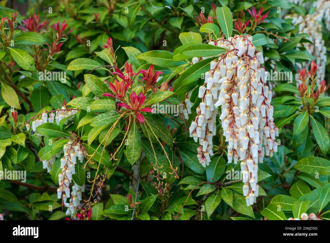 Japanese pieris flowers in the Finnerty Gardens, Victoria, Vancouver ...