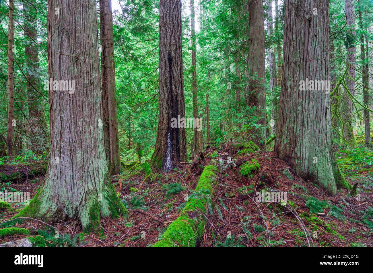 The forest of John Dean Provincial Park, Vancouver Island, British ...