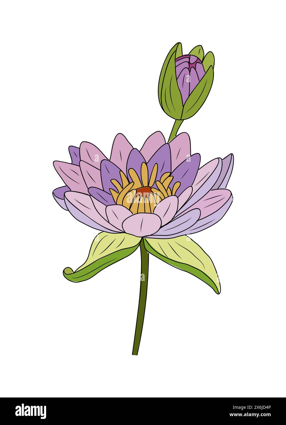 Water Flower Drawing Water Lily Drawing Stock Illustrations – 10,508