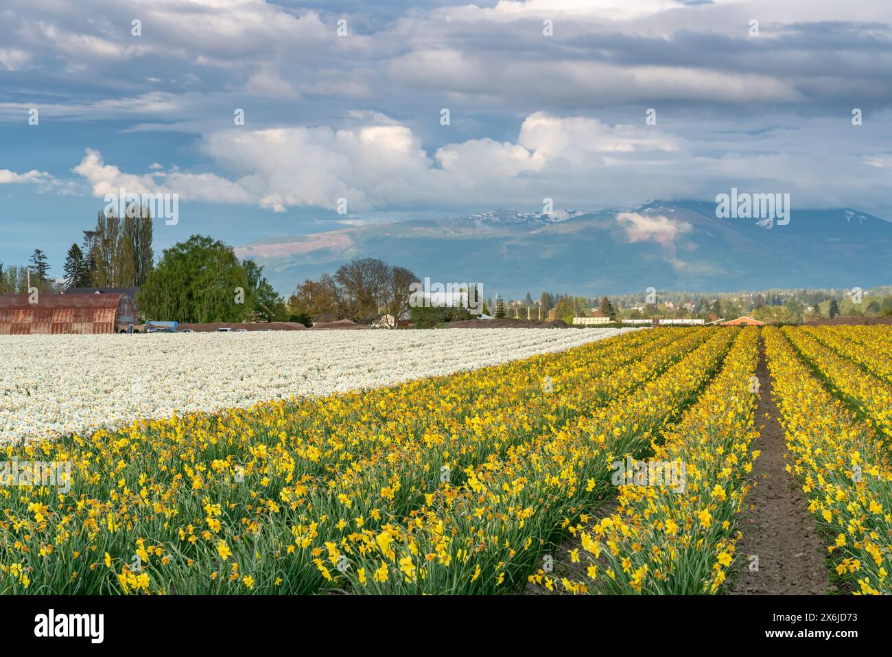 Daffodil flower fields in the Skagit Valley, Washington, USA Stock ...