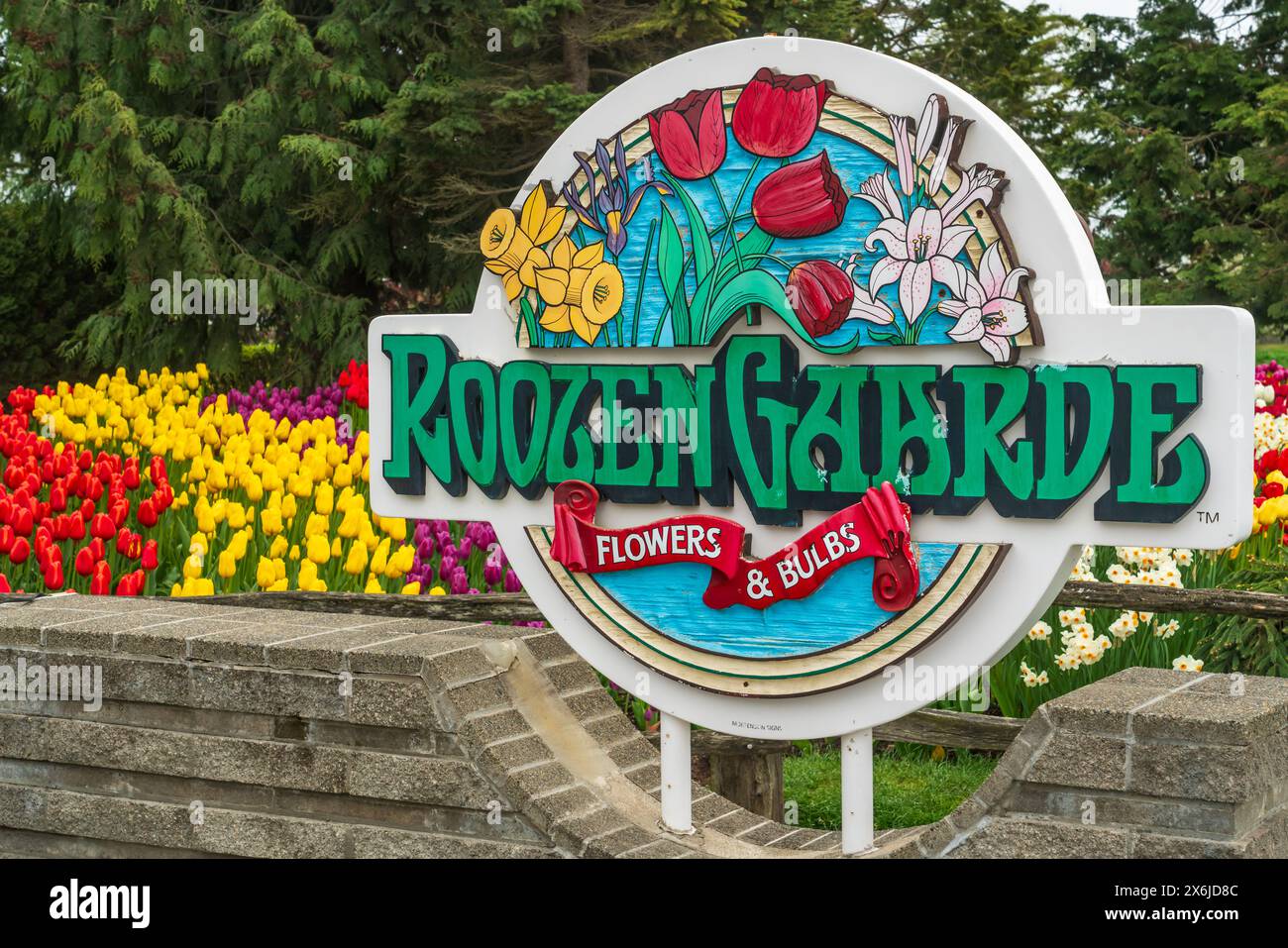 The RoozenGaarde tulip gardens in the Skagit Valley, Washington, USA ...