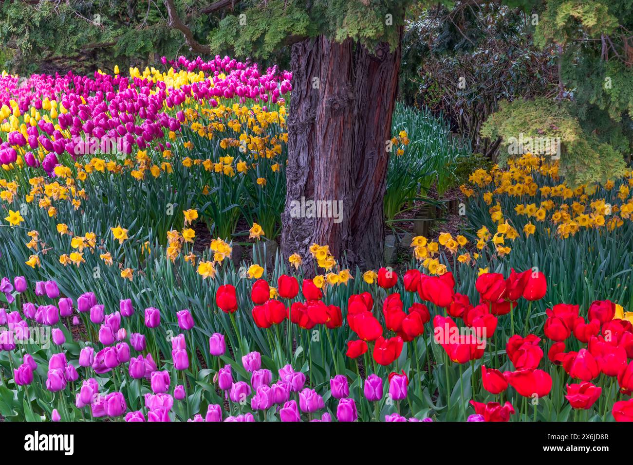 The RoozenGaarde tulip gardens in the Skagit Valley, Washington, USA ...
