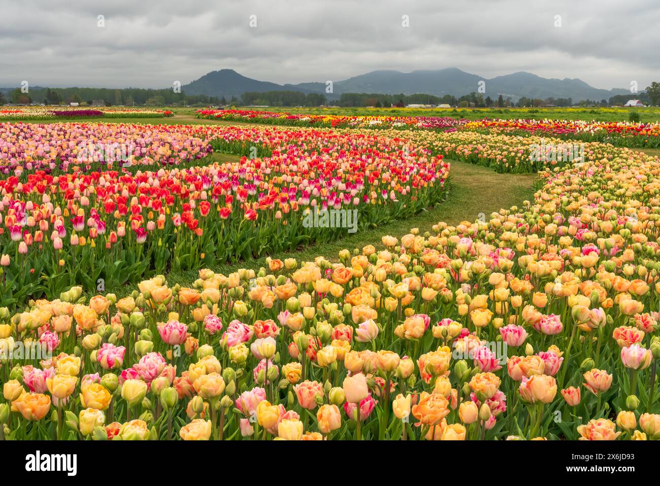 The RoozenGaarde tulip gardens in the Skagit Valley, Washington, USA ...