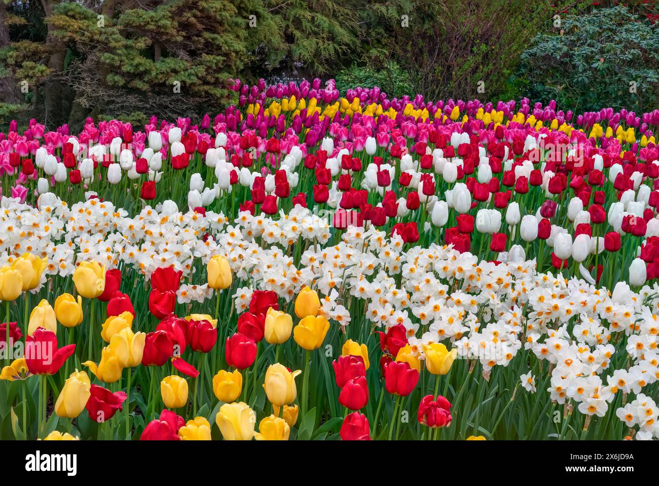 Formal display of spring flowers in the RoozenGaarde Bulb Company ...