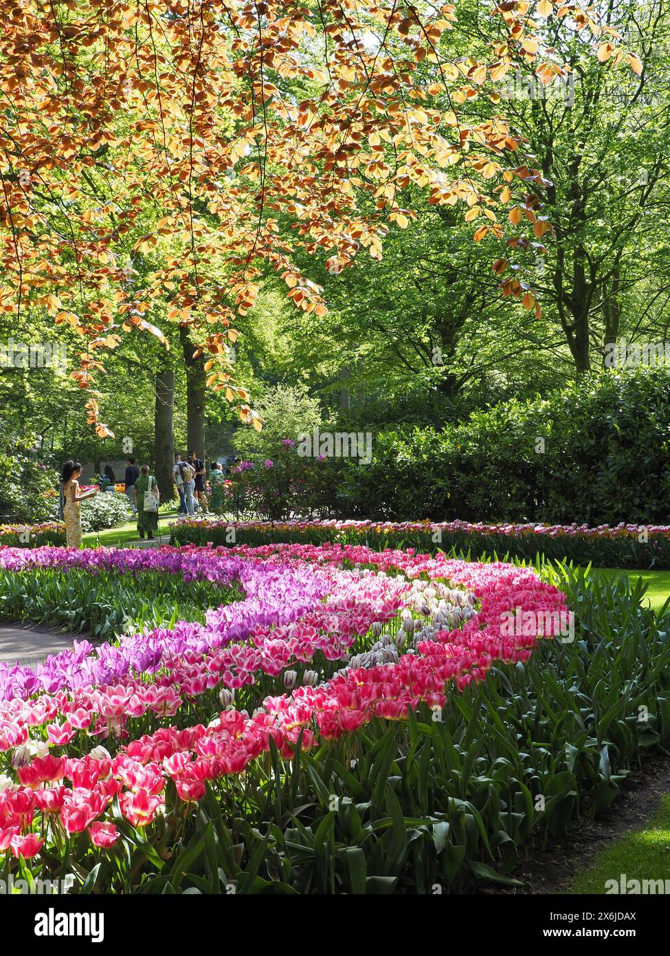 Keukenhof displays tulips in hi-res stock photography and images - Alamy