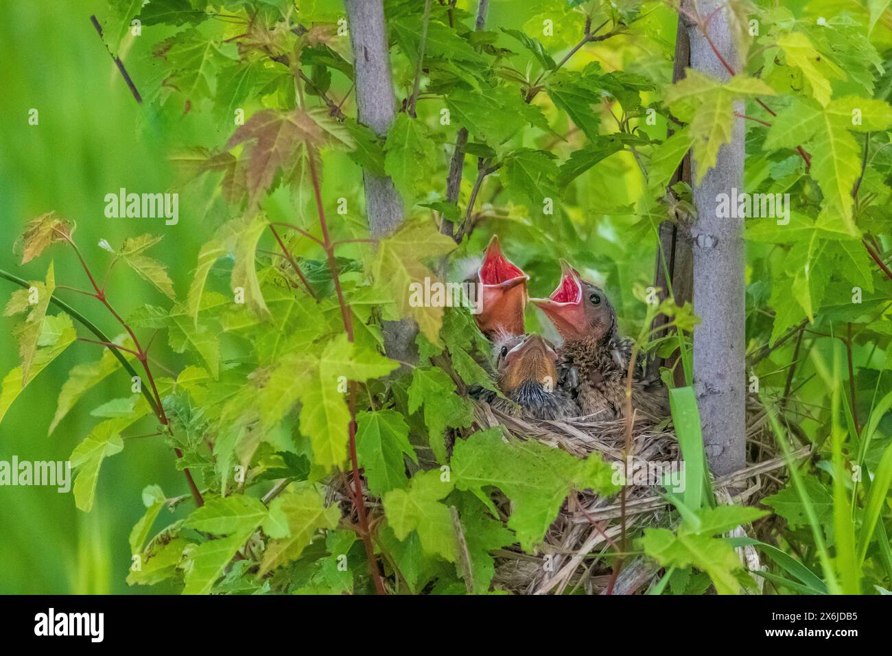 Young red winged blackbird babies at the nest at the Discovery Nature ...