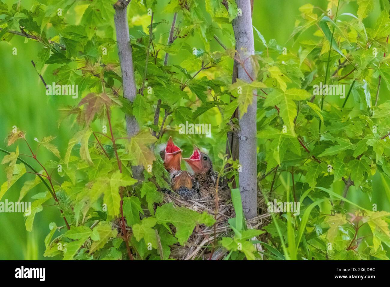 Young red winged blackbird babies at the nest at the Discovery Nature ...