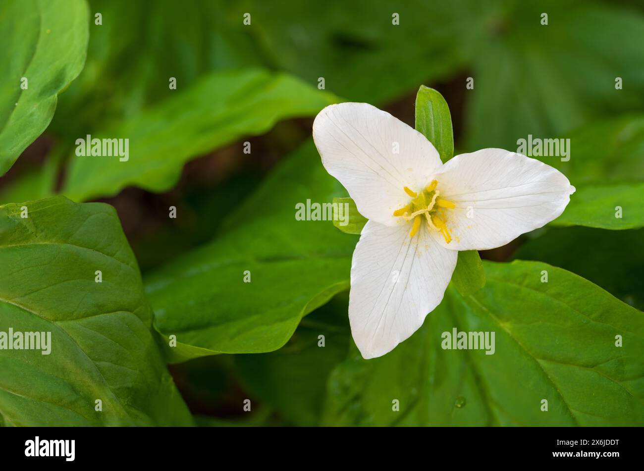Trillium wildflower blooming in Beacon Hill Park, Victoria, Vancouver ...