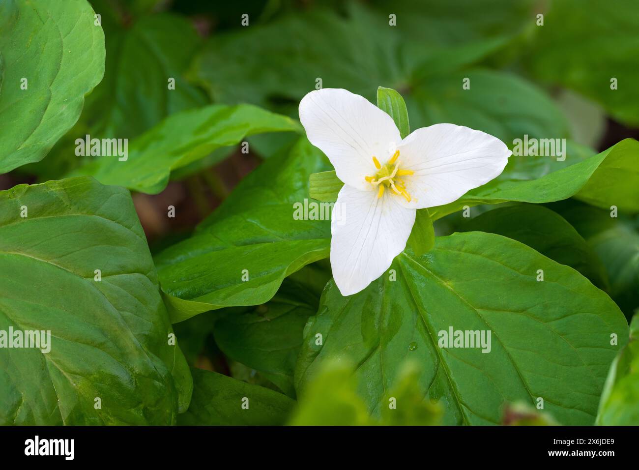 Trillium wildflower blooming in Beacon Hill Park, Victoria, Vancouver ...