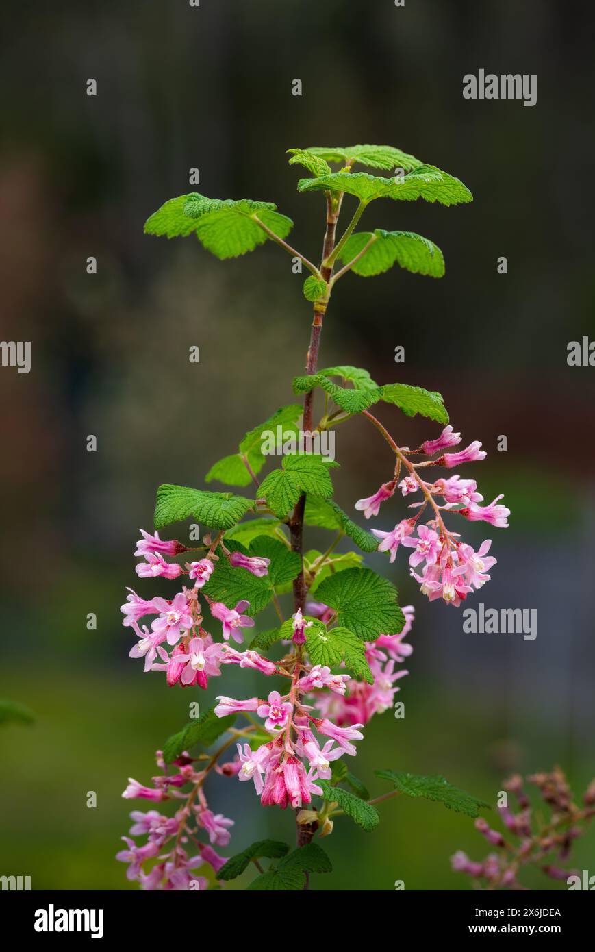 A Red Flowering Current bush at the Fort Rodd Hill National Historic ...