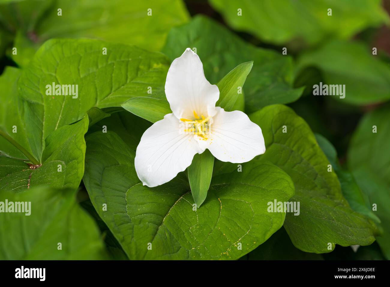 Trillium wildflower blooming in Beacon Hill Park, Victoria, Vancouver ...