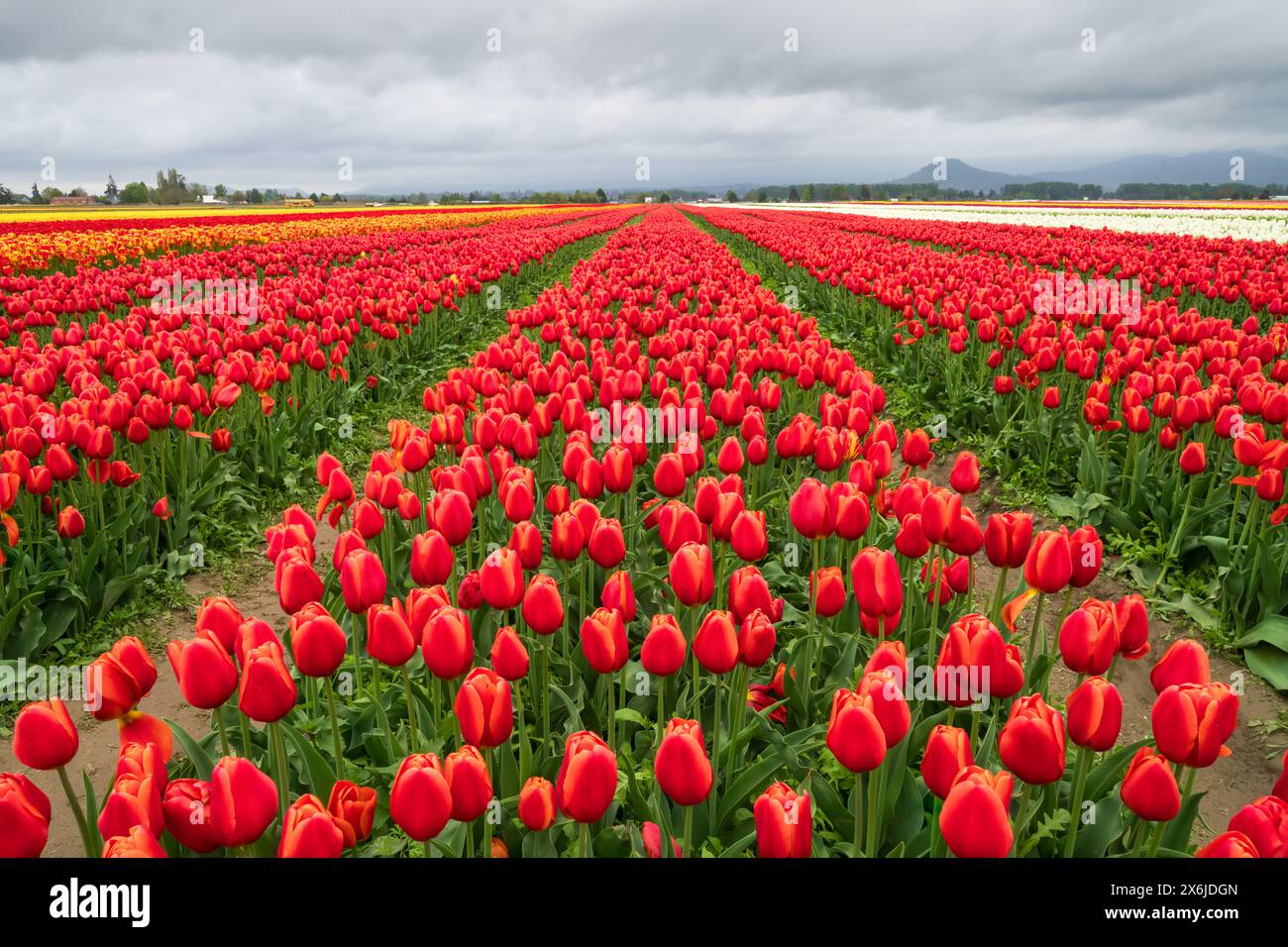 The RoozenGaarde tulip fields in the Skagit Valley, Washington, USA ...