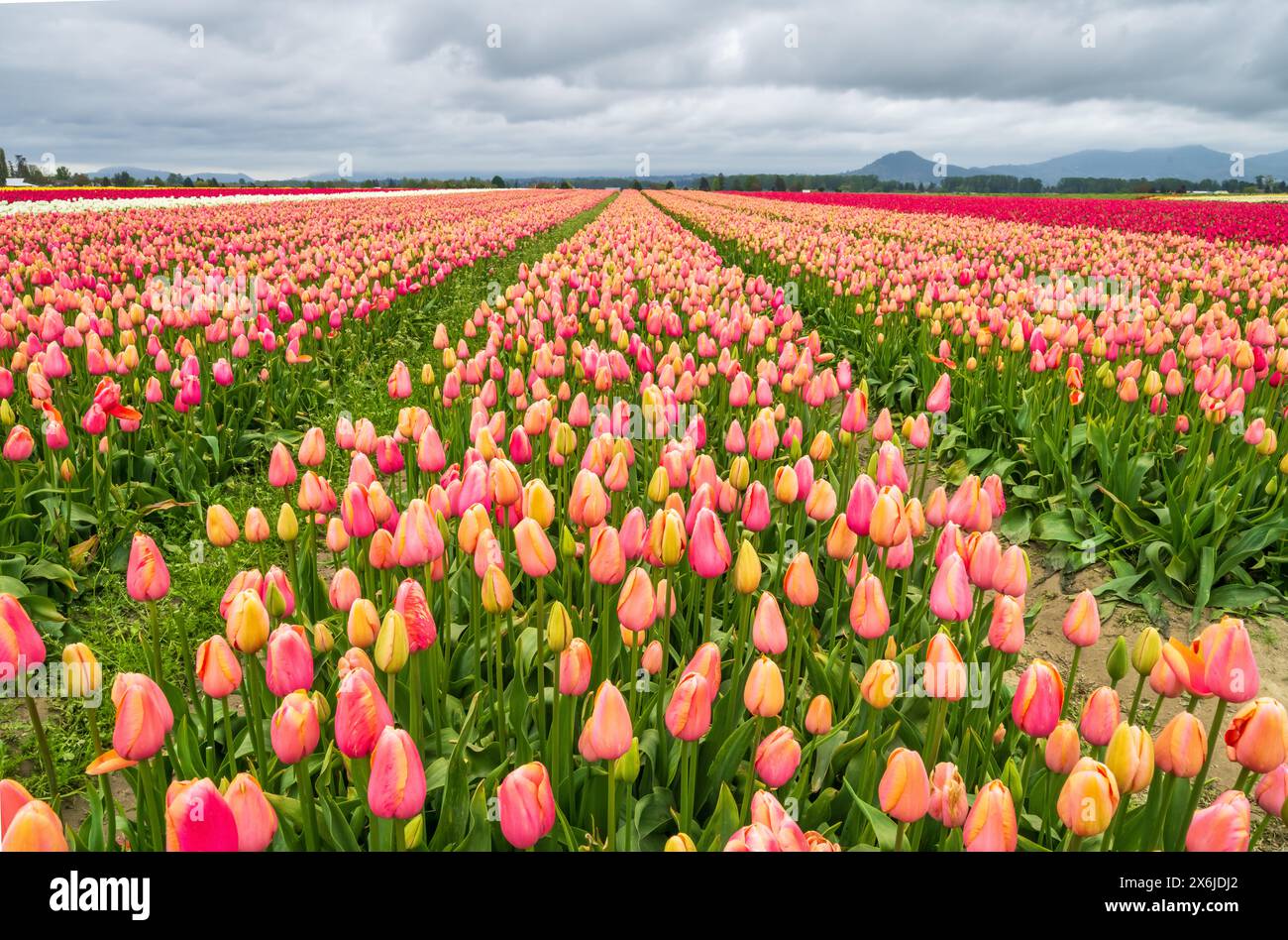 Tulip flower fields in the Skagit Valley, Washington, USA Stock Photo ...