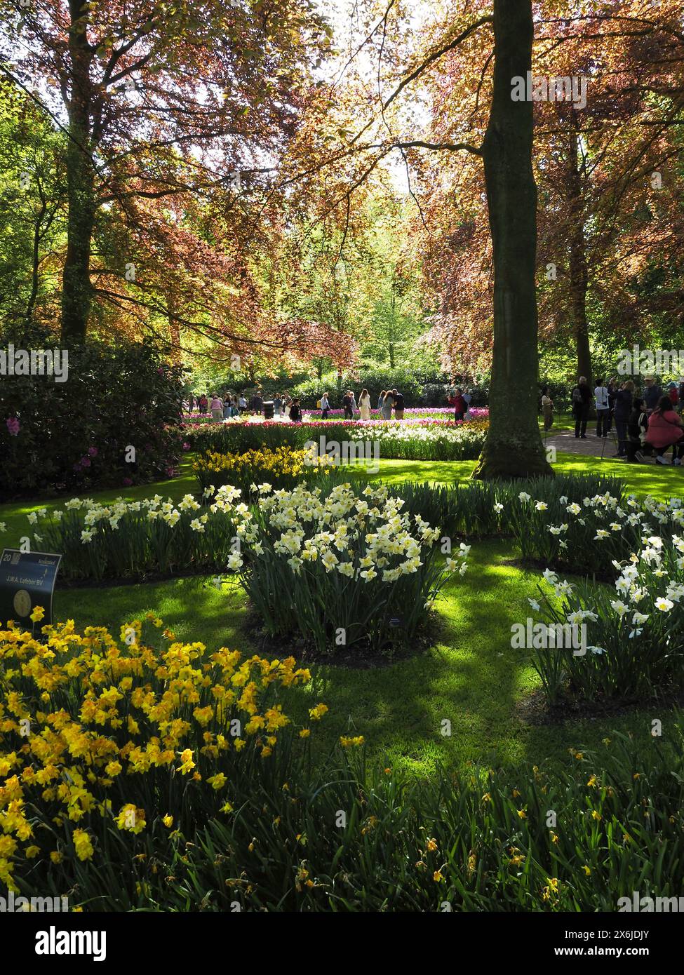 Glorious tulips hi-res stock photography and images - Alamy