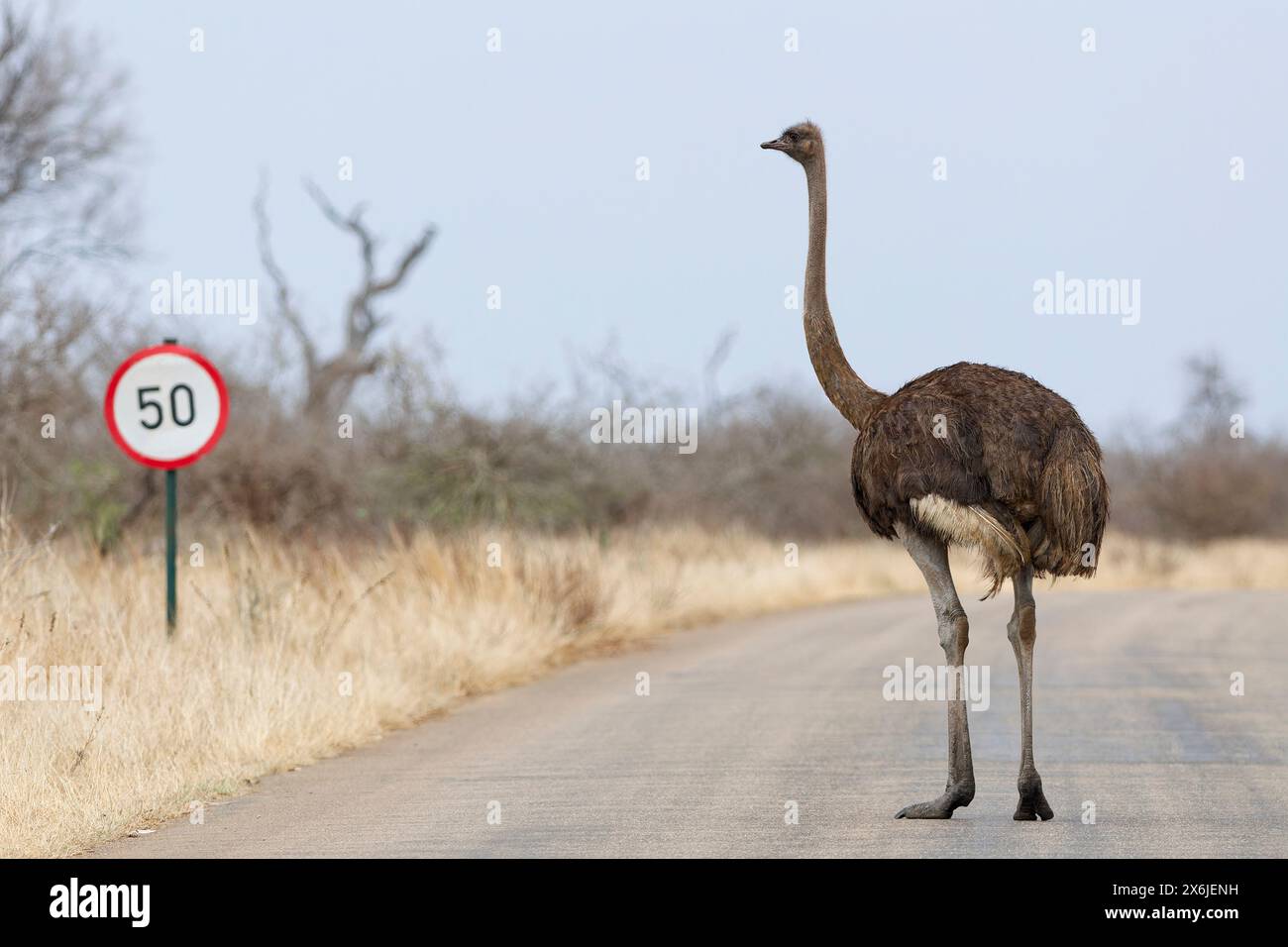 South African ostrich (Struthio camelus australis), adult female ...