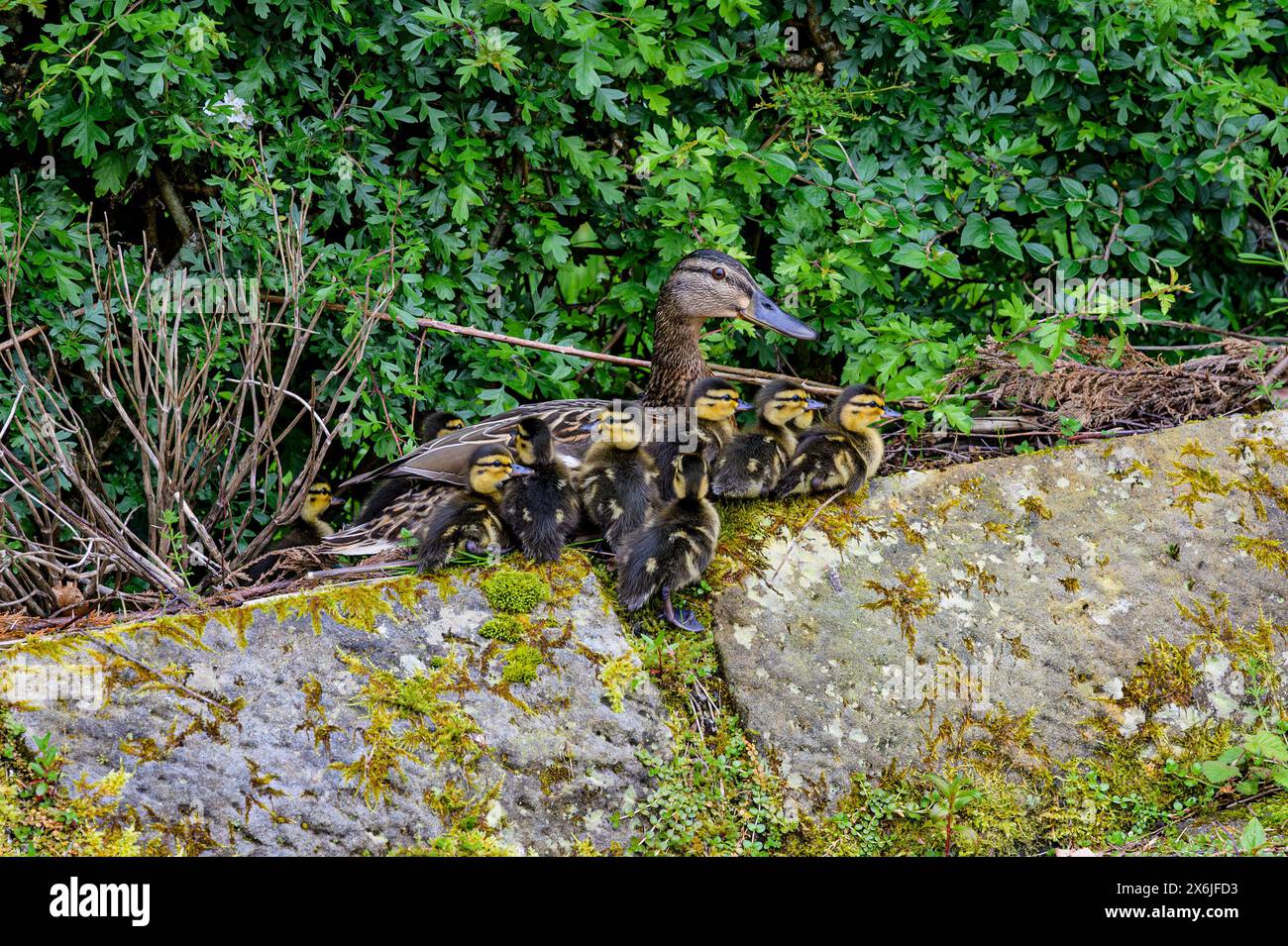 Female mallard 2024 hi-res stock photography and images - Alamy