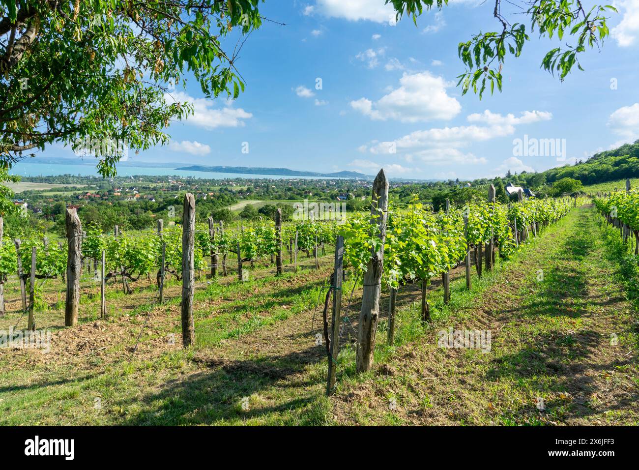 Nice vineyard in Csopak next to the lake Balaton at summer landscape ...