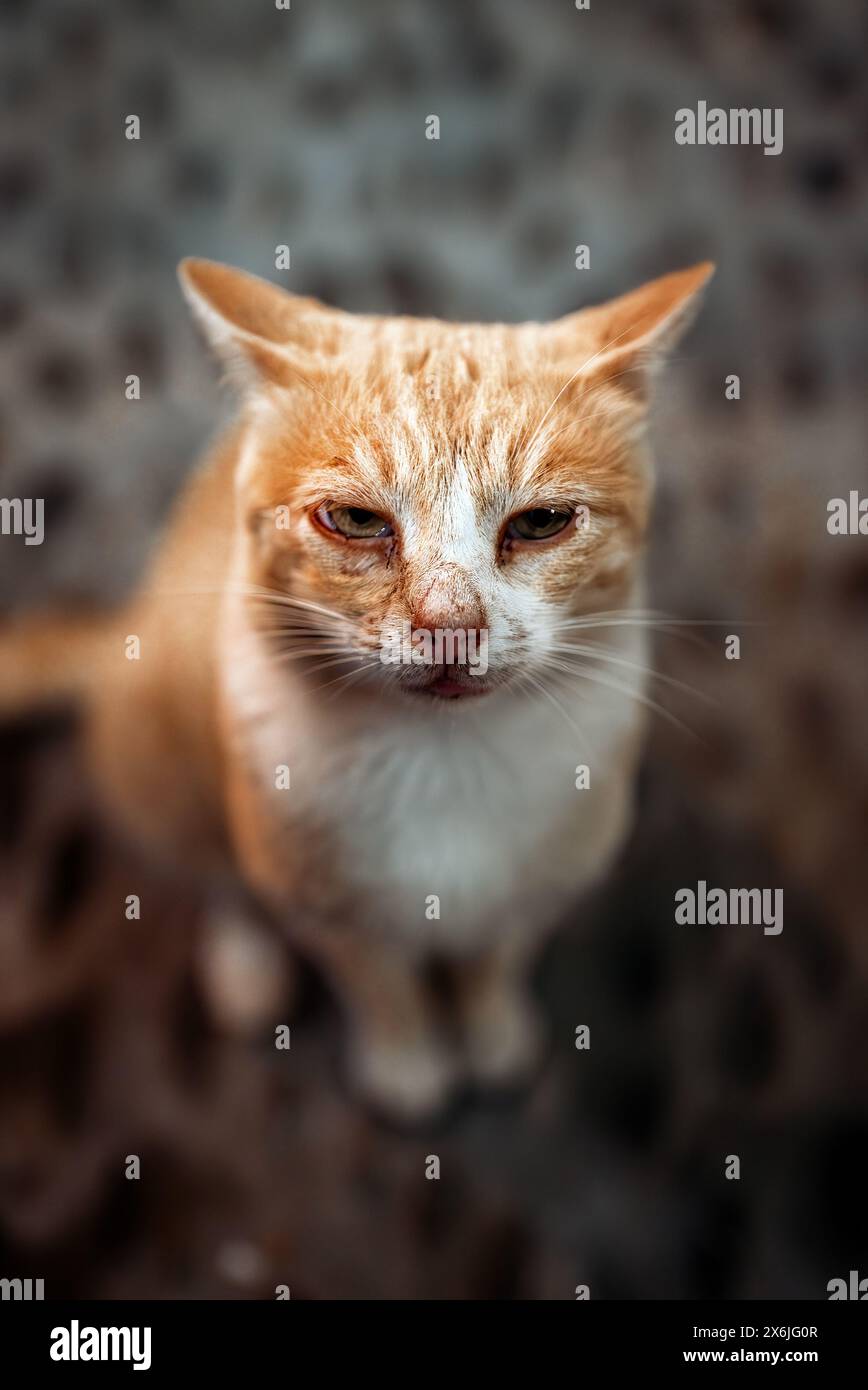 Tattered cat hi-res stock photography and images - Alamy
