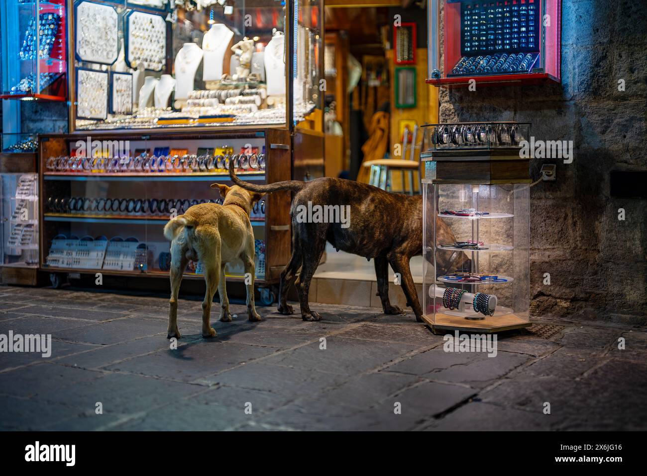 Two stray dogs are running around the city Stock Photo - Alamy
