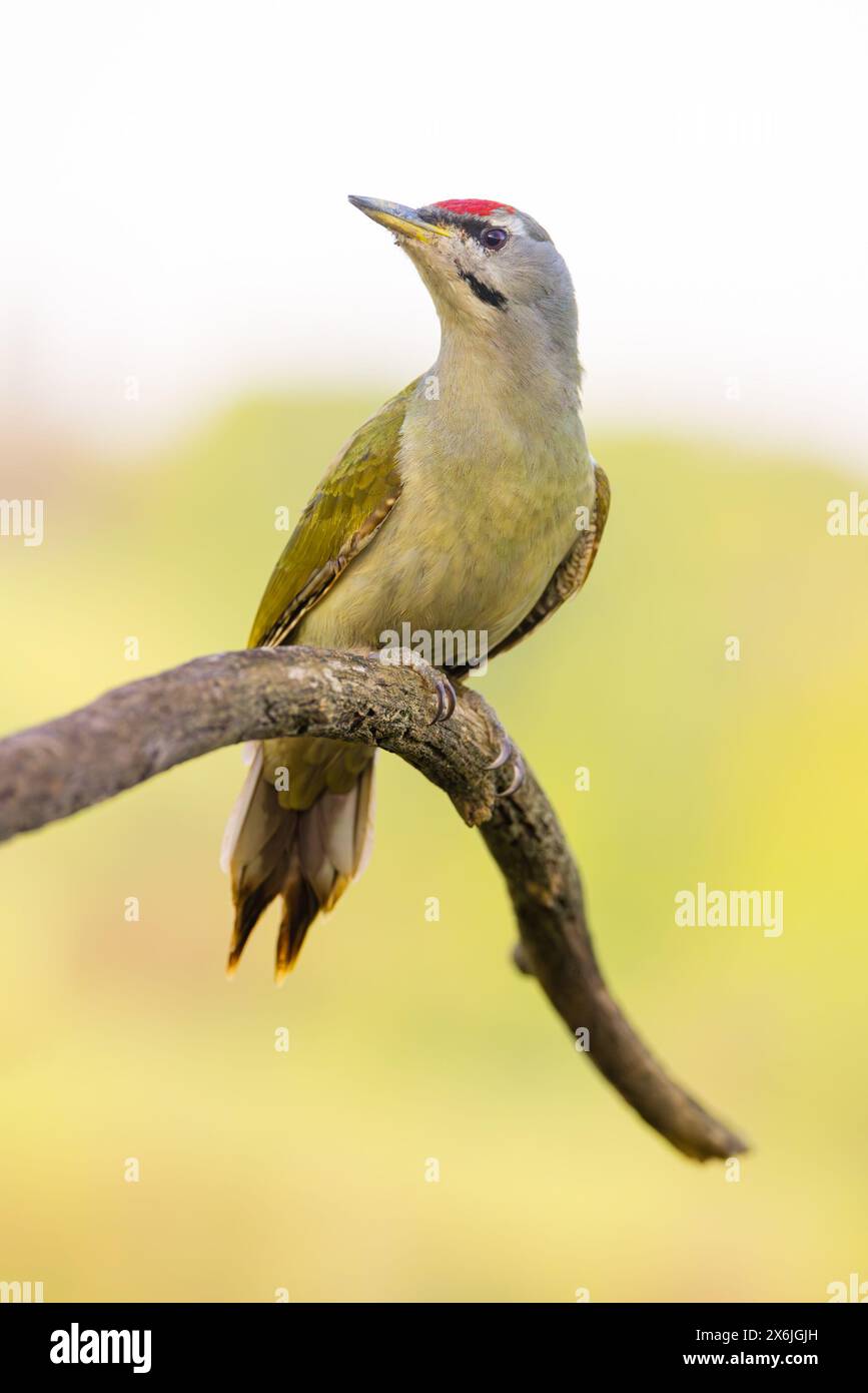 Grauspecht, Grey-headed Woodpecker, Grey-faced Woodpecker, (Picus canus ...
