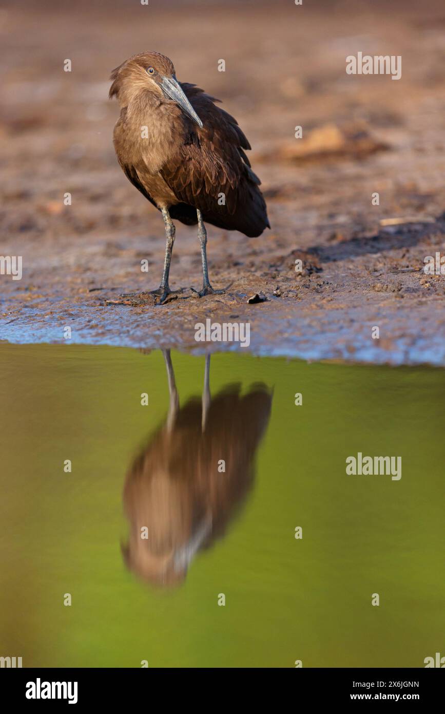 Hammerkopf, Hammerkop, Hamerkop, (Scopus umbretta), Ombrette africaine ...
