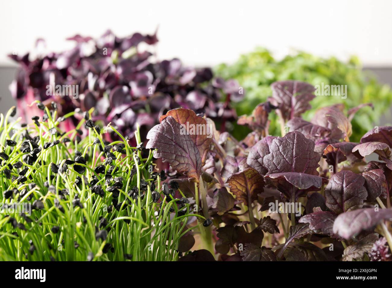 Different types microgreens close up hi-res stock photography and ...
