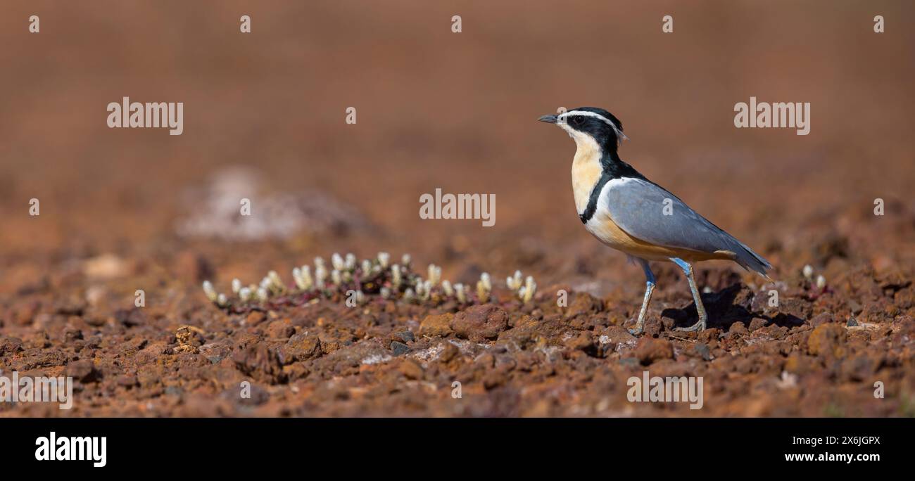Krokodilwächter, (Pluvianus aegytpticus), Crocodile-bird, Egyptian ...