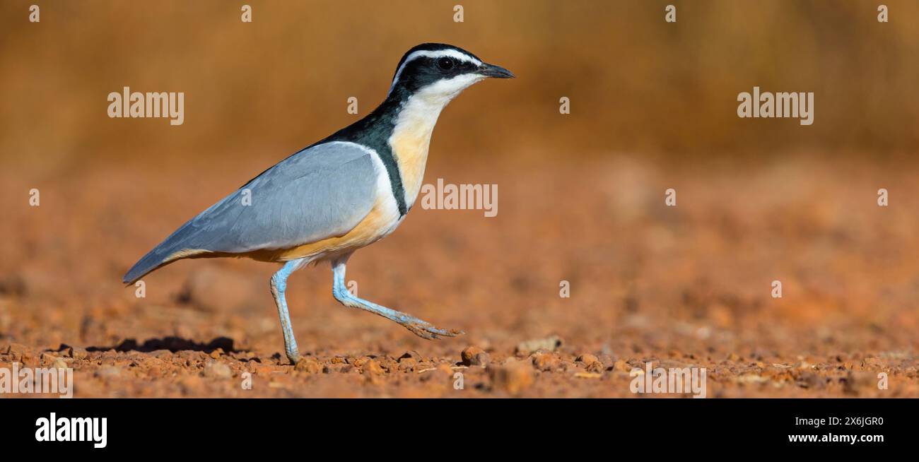 Krokodilwächter, (Pluvianus aegytpticus), Crocodile-bird, Egyptian ...