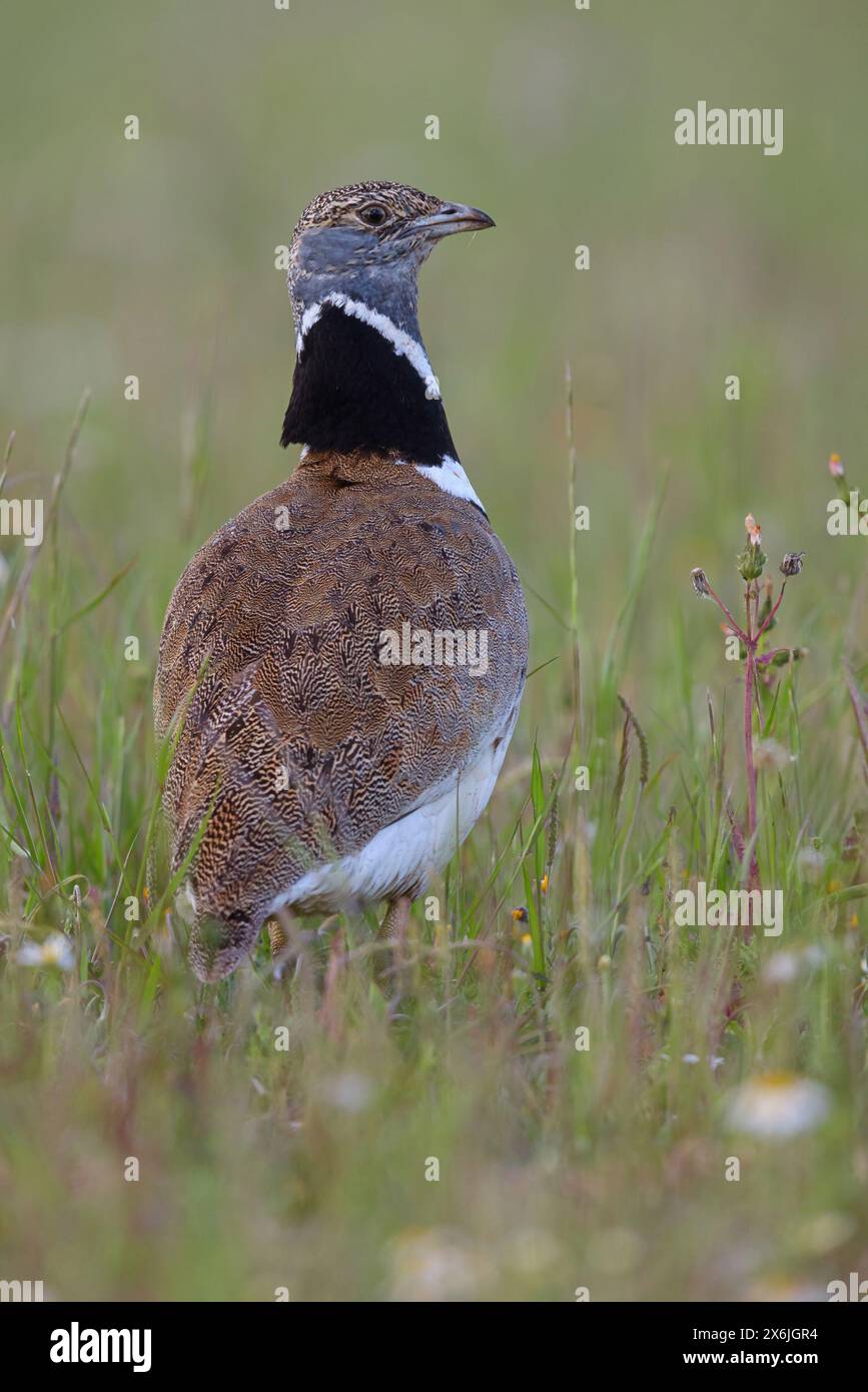 Zwergtrappe, Little Bustard, (Tetrax tetrax) Outarde canepetière, Sisón ...