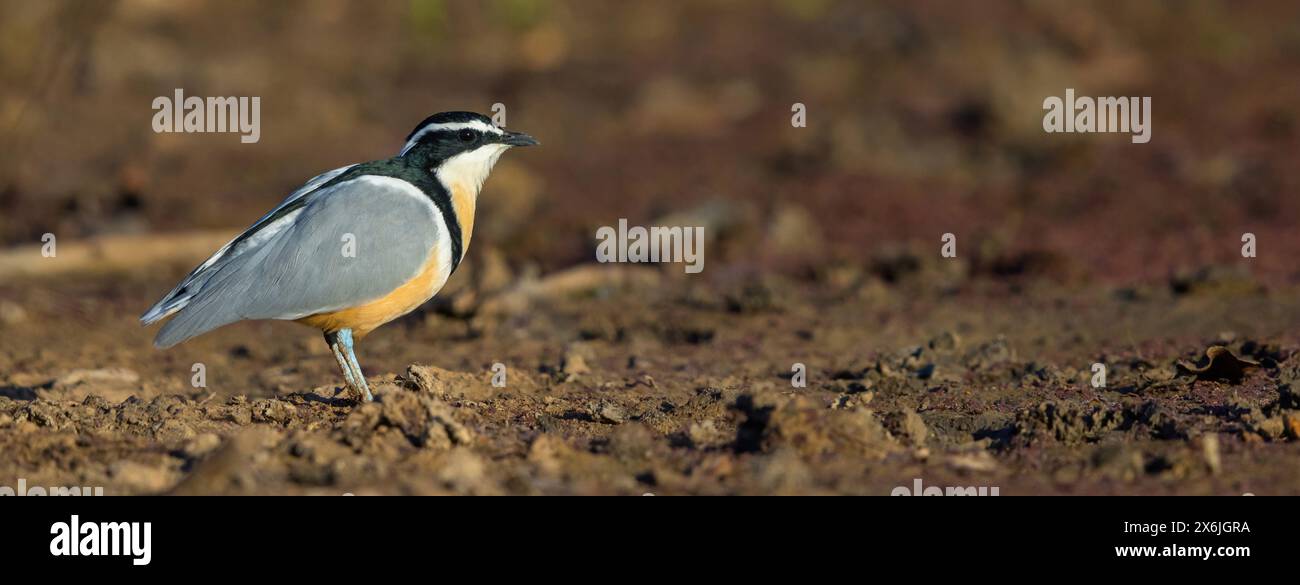 Krokodilwächter, (Pluvianus aegytpticus), Crocodile-bird, Egyptian ...