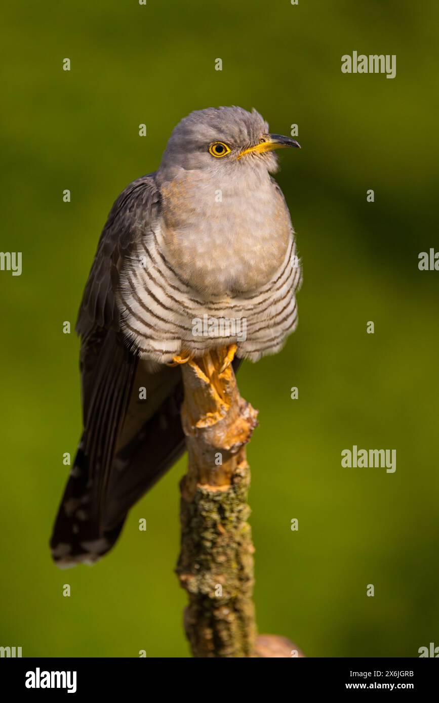 Kuckuck, Eurasian Cuckoo, Cuckoo, Common Cuckoo, (Cuculus canorus ...