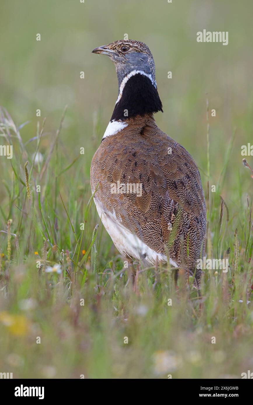 Zwergtrappe, Little Bustard, (Tetrax tetrax) Outarde canepetière, Sisón ...