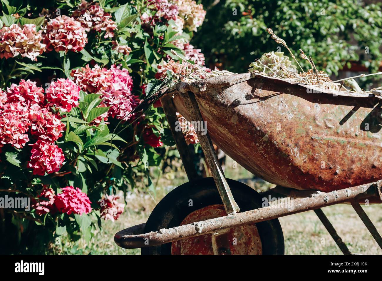 An old cart in the garden next to a pink hydrangea bush Stock Photo - Alamy