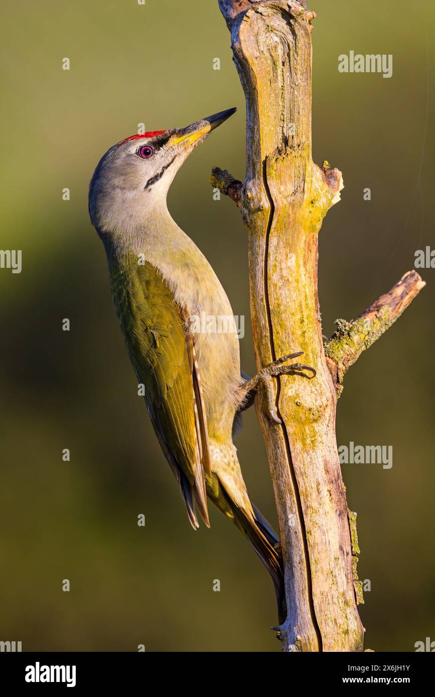Grauspecht, Grey-headed Woodpecker, Grey-faced Woodpecker, (Picus canus ...