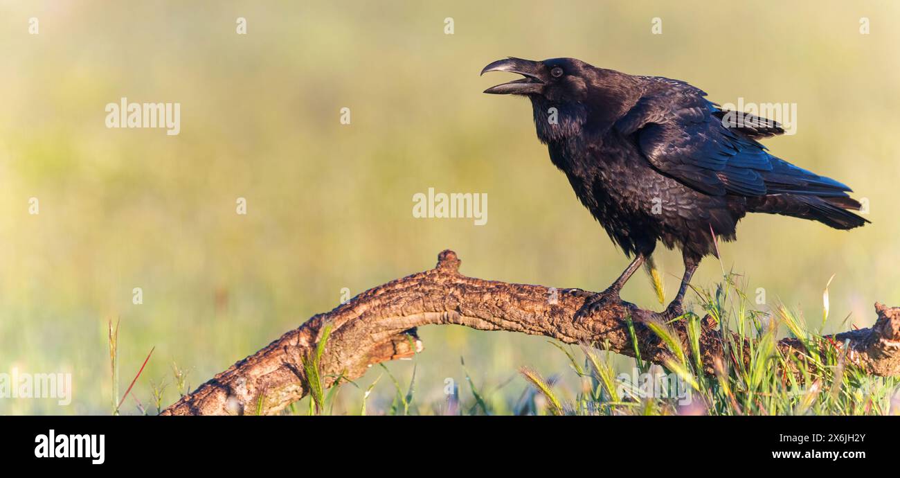 Cuervo corvus corax hi-res stock photography and images - Alamy