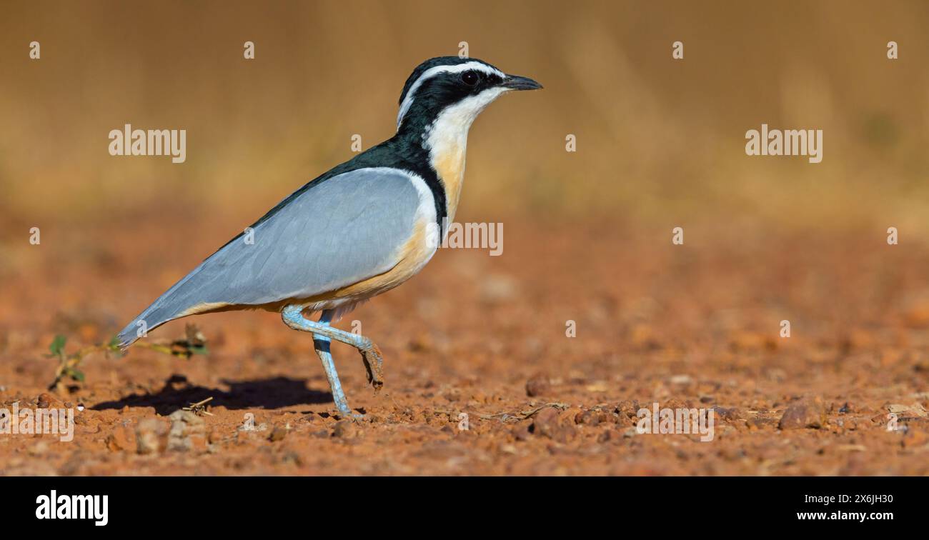 Krokodilwächter, (Pluvianus aegytpticus), Crocodile-bird, Egyptian ...