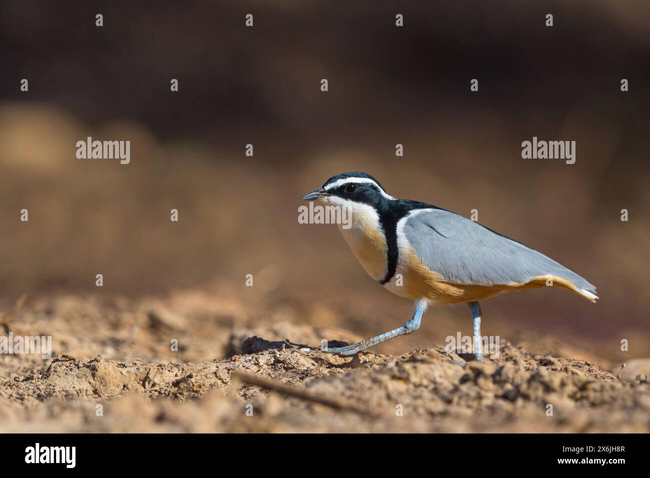 Krokodilwächter, (Pluvianus aegytpticus), Crocodile-bird, Egyptian ...