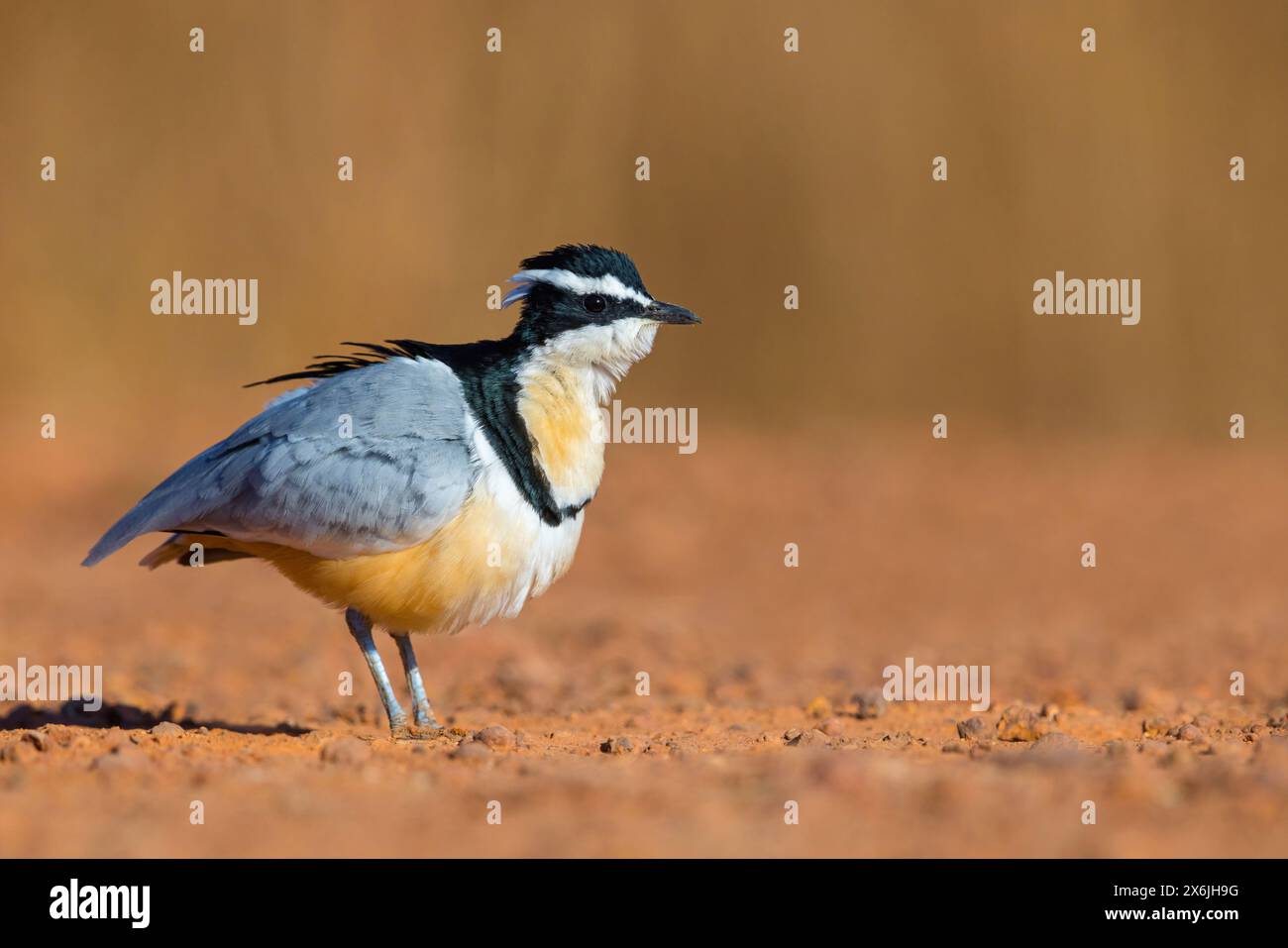 Krokodilwächter, (Pluvianus aegytpticus), Crocodile-bird, Egyptian ...
