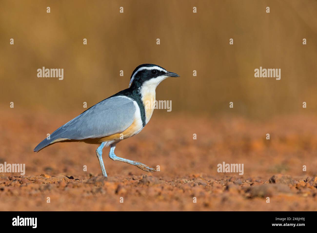 Pluvial bird hi-res stock photography and images - Alamy