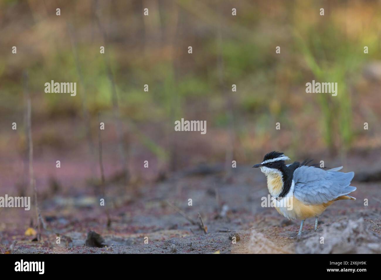 Krokodilwächter, (Pluvianus aegytpticus), Crocodile-bird, Egyptian ...