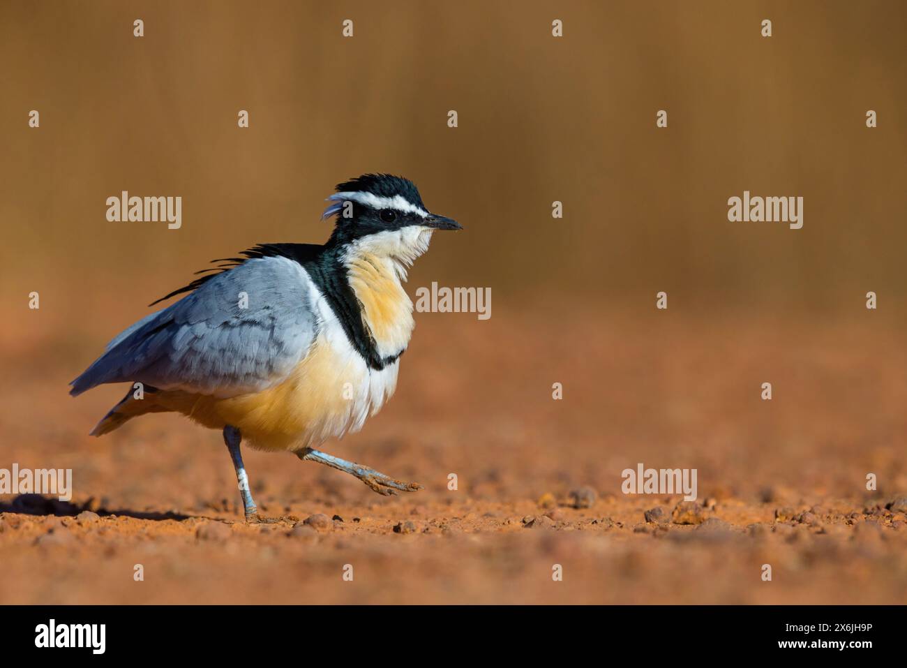 Krokodilwächter, (Pluvianus aegytpticus), Crocodile-bird, Egyptian ...