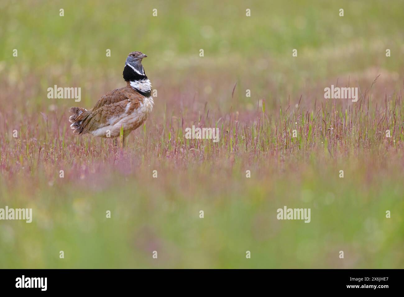 Zwergtrappe, Little Bustard, (Tetrax tetrax) Outarde canepetière, Sisón ...