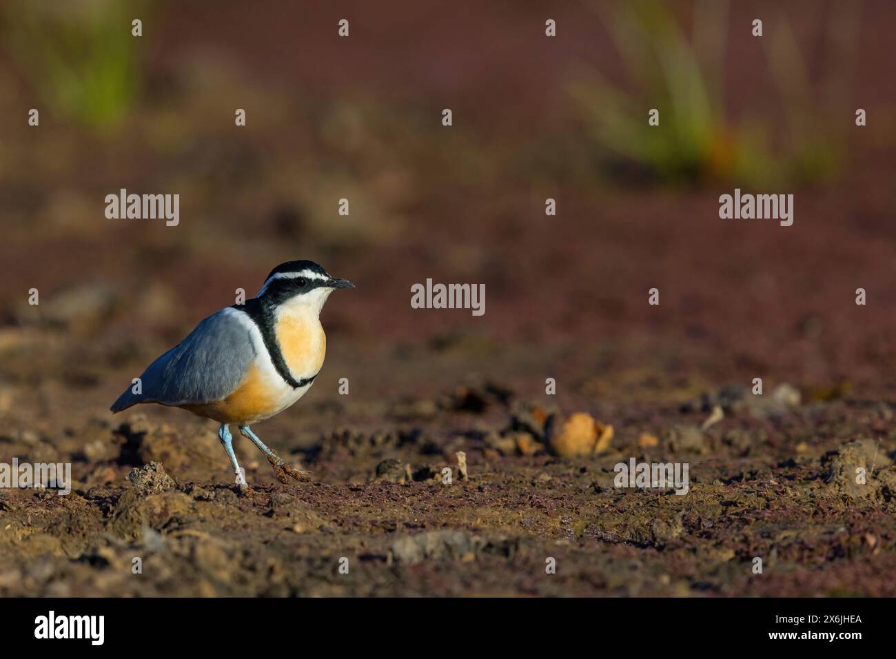 Krokodilwächter, (Pluvianus aegytpticus), Crocodile-bird, Egyptian ...