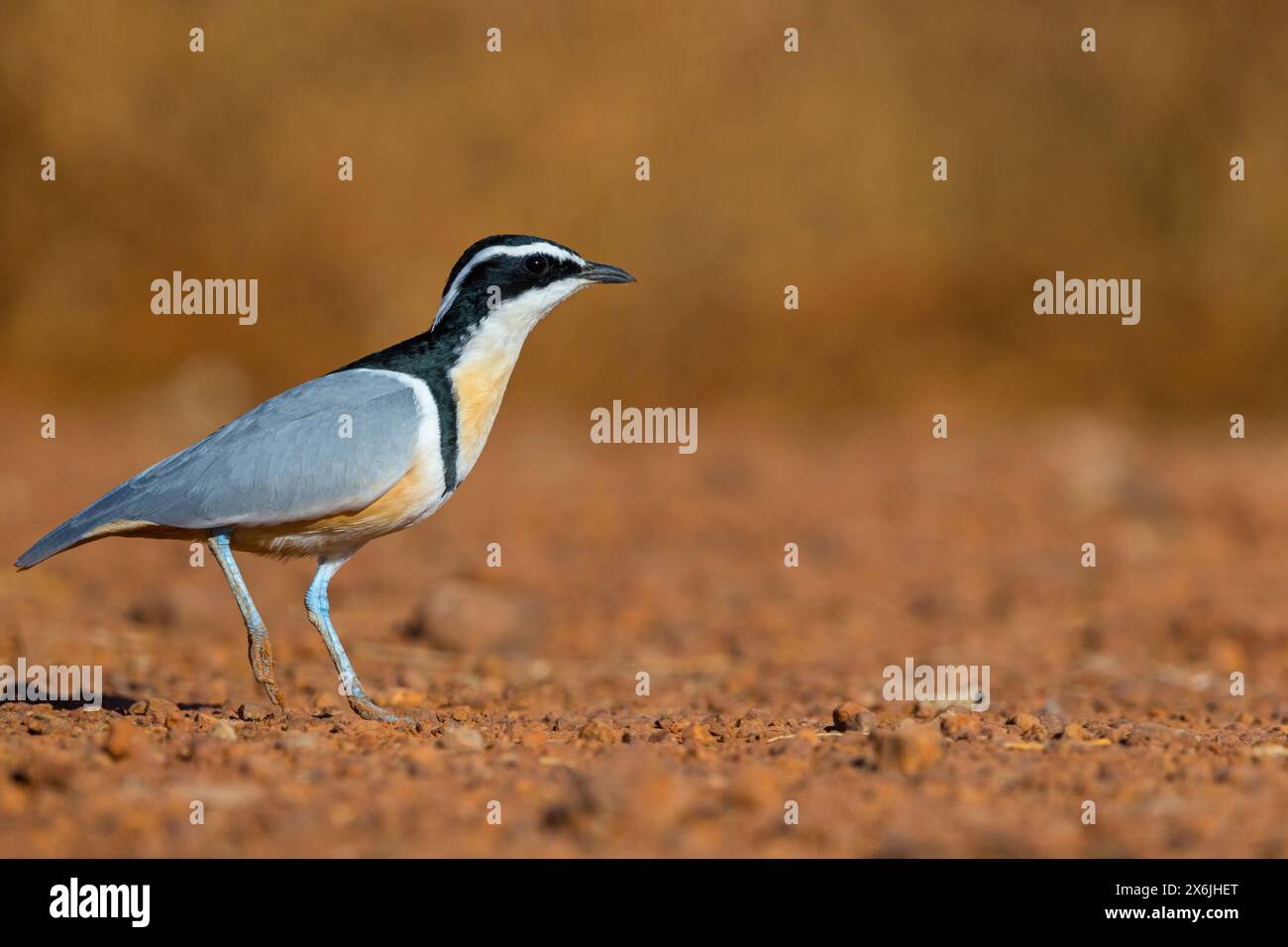 Krokodilwächter, (Pluvianus aegytpticus), Crocodile-bird, Egyptian ...