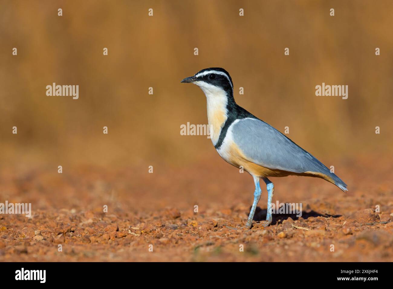 Krokodilwächter, (Pluvianus aegytpticus), Crocodile-bird, Egyptian ...