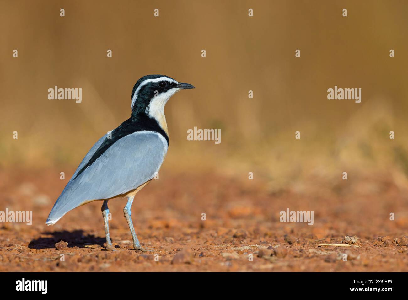 Krokodilwächter, (Pluvianus aegytpticus), Crocodile-bird, Egyptian ...
