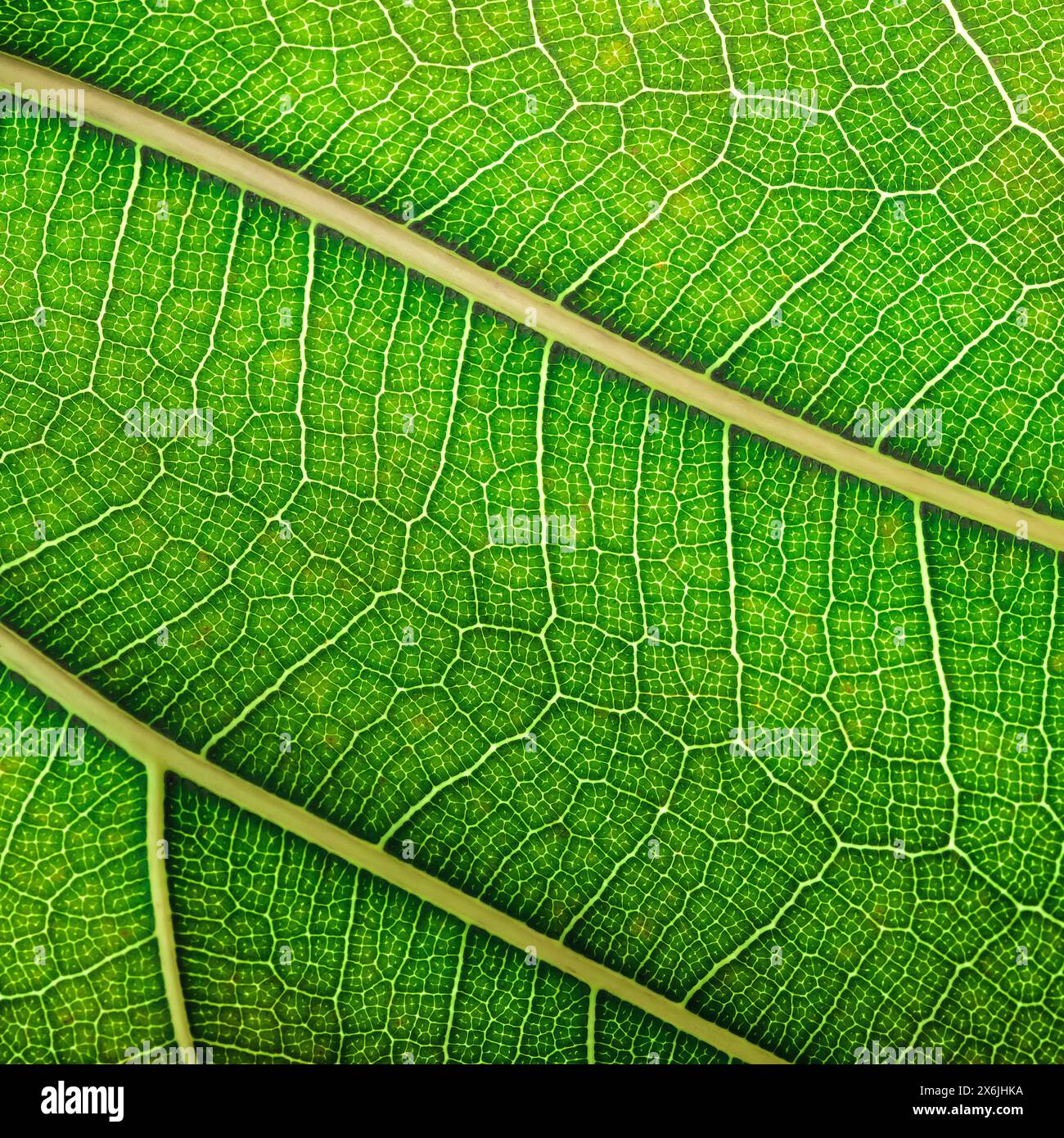 background natural texture green foliage, leaf macro structure Stock ...