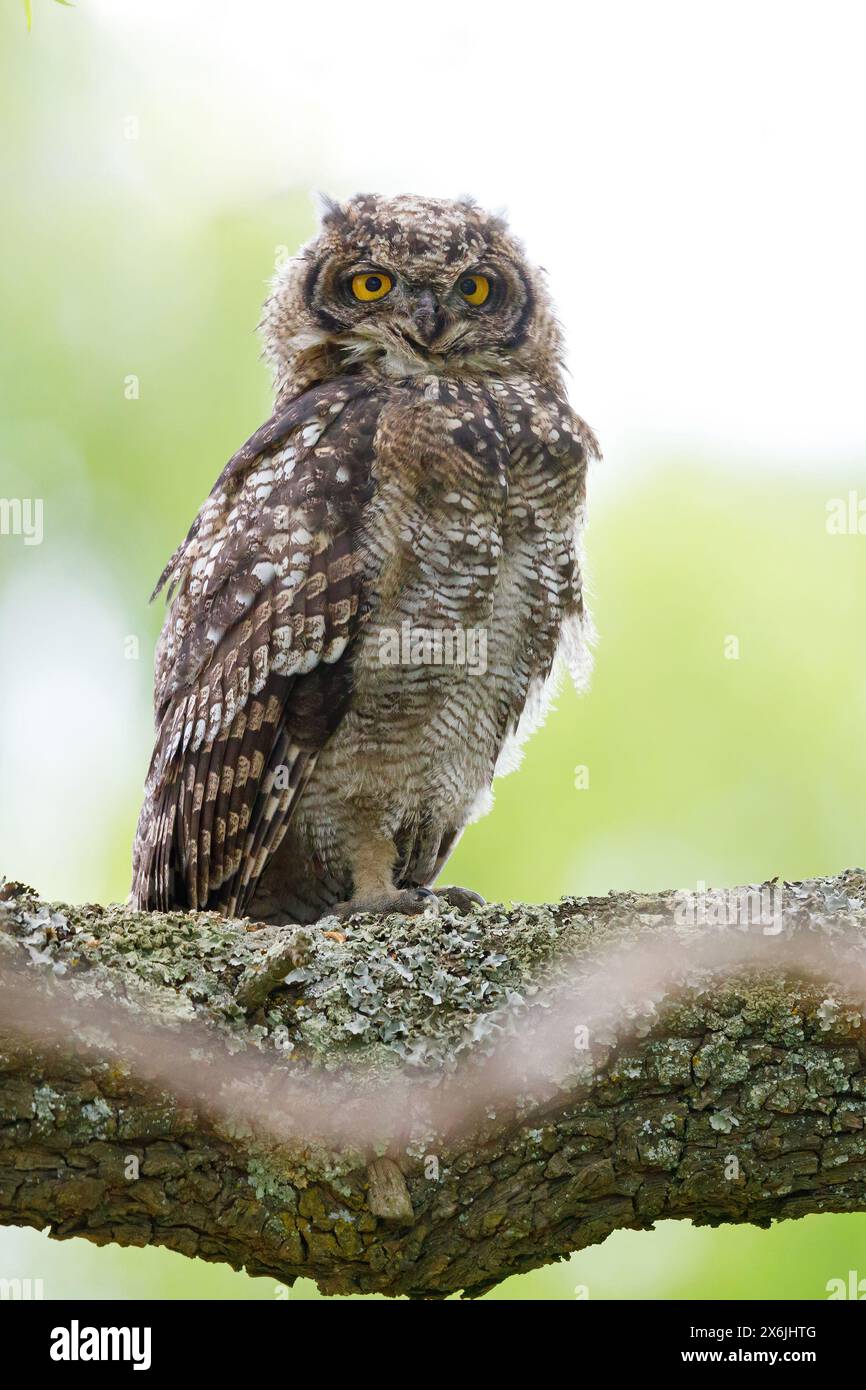 Fleckenuhu, Spotted Eagle Owl, Spotted Eagle-Owl, Spotted Eagle-owl ...